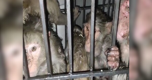 Sonipat News 8 monkeys died due to hunger and thirst instead of leaving ...