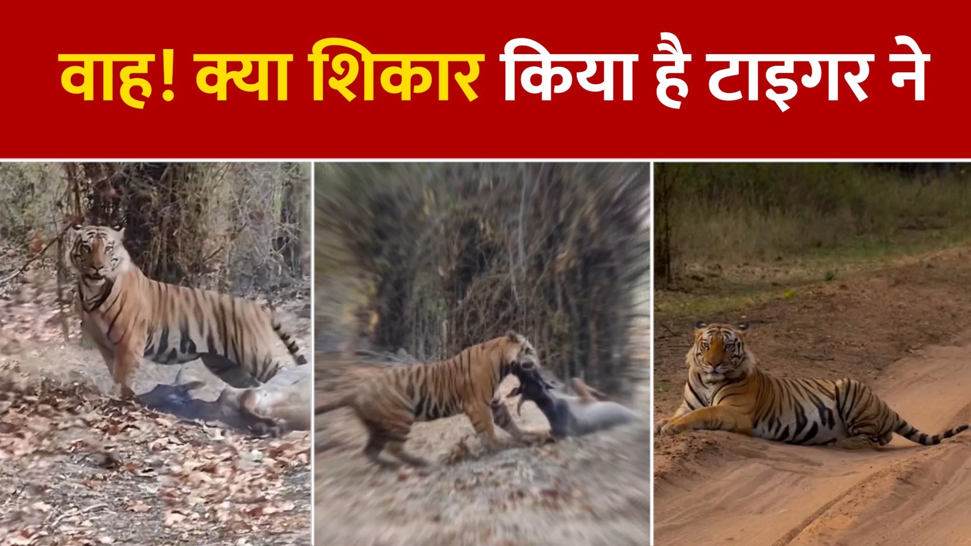 Tiger Viral Video: शिकार करने लोगों के सामने पहुंचा बाघ, देखिए फिर क्या हुआ