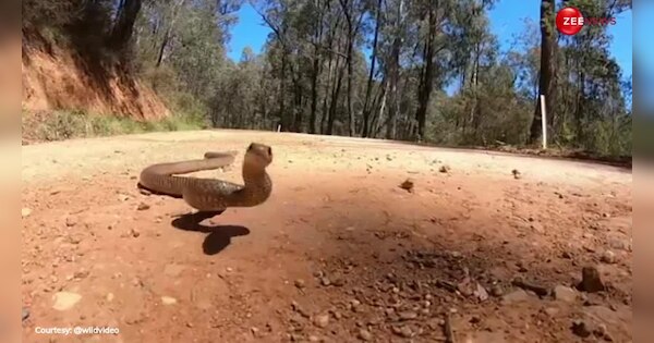 cobra start jump in air like little child after see camera eastern ...
