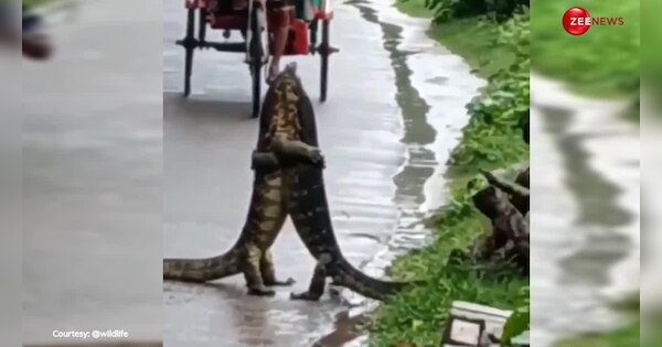 two crocodiles hug like separate lovers in the middle of road user said ...