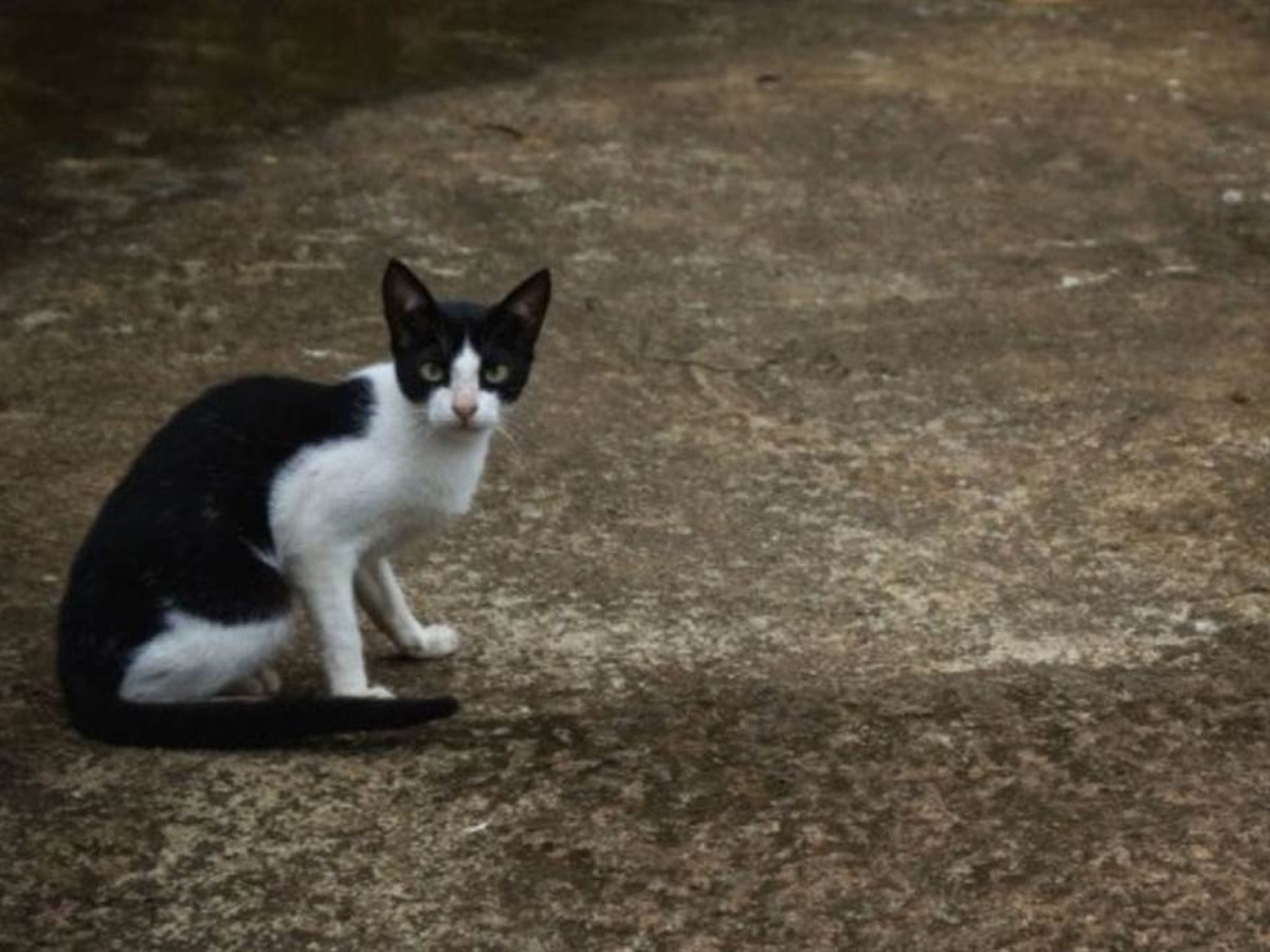 बिल्‍ली के रास्‍ता काटने पर आप भी रुकते हैं? जानें अंधविश्‍वास और ...