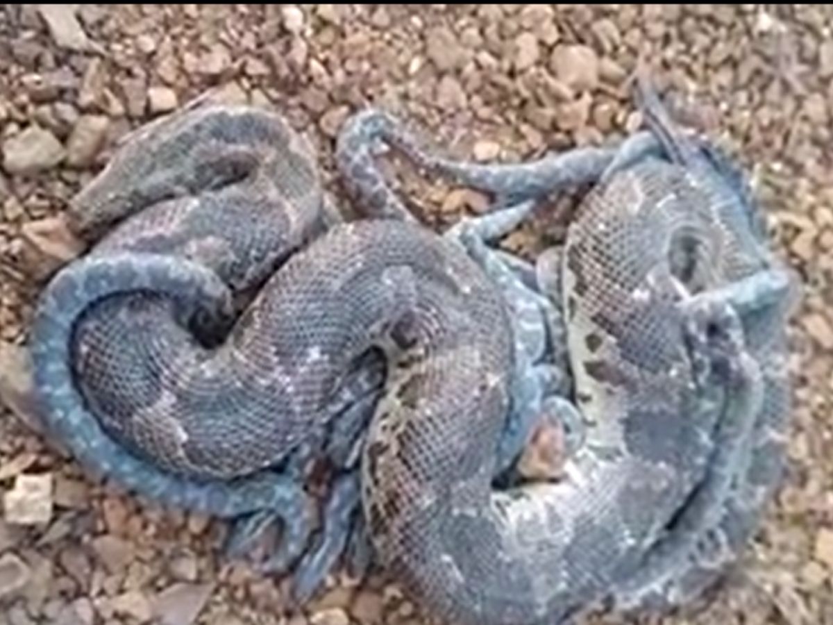 Snake Video 19 snake babies appeared in house watch | Snake Video : एक ...