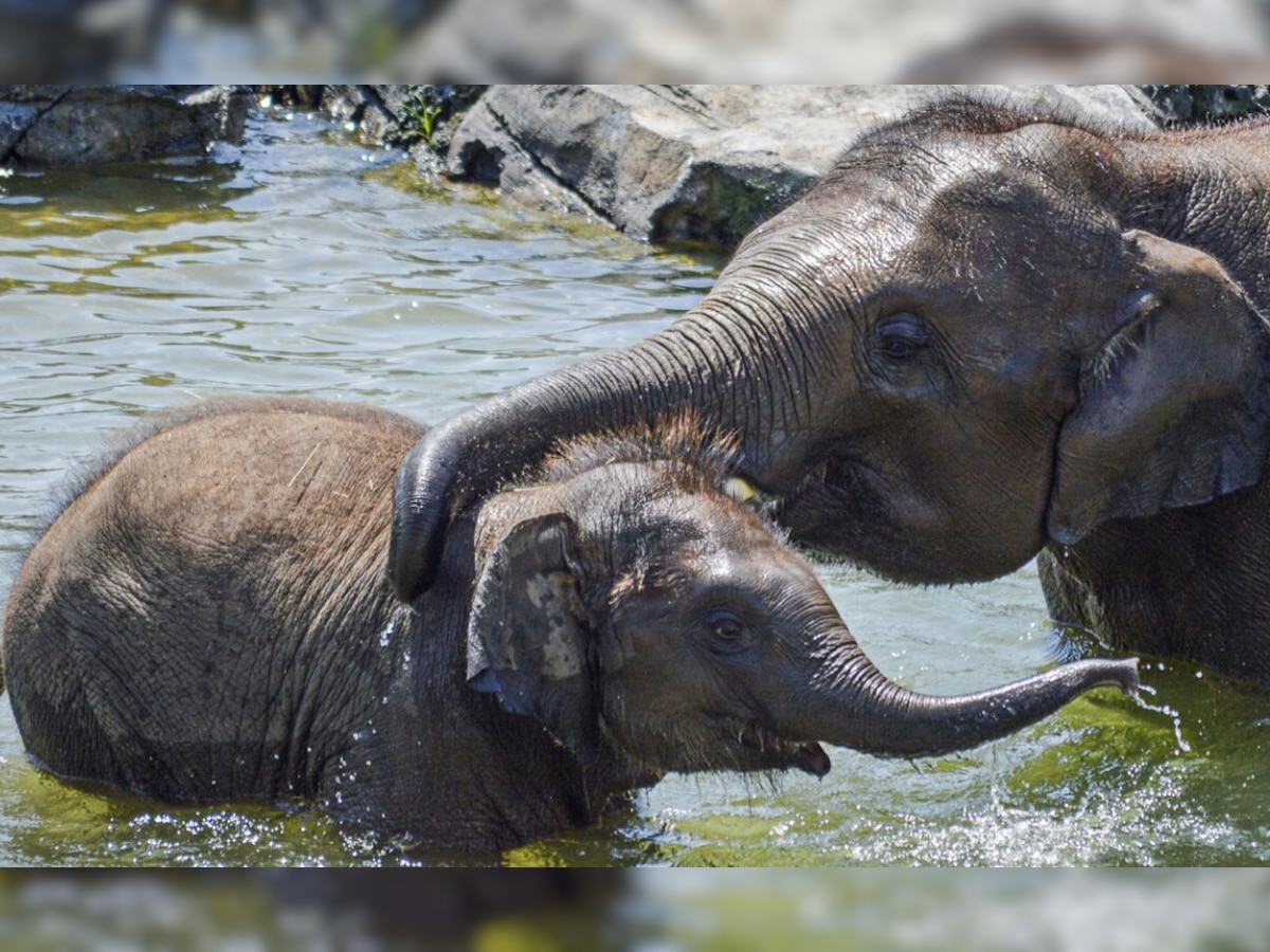 Animal Pregnancy Period: ଜାଣନ୍ତି କି ଏହି ପଶୁମାନଙ୍କର ଗର୍ଭାବସ୍ଥା ସମୟ କେତେ ...