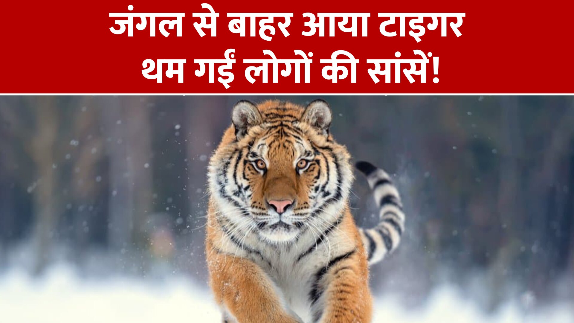 Tiger came out of the jungle video went viral on social media | Viral ...