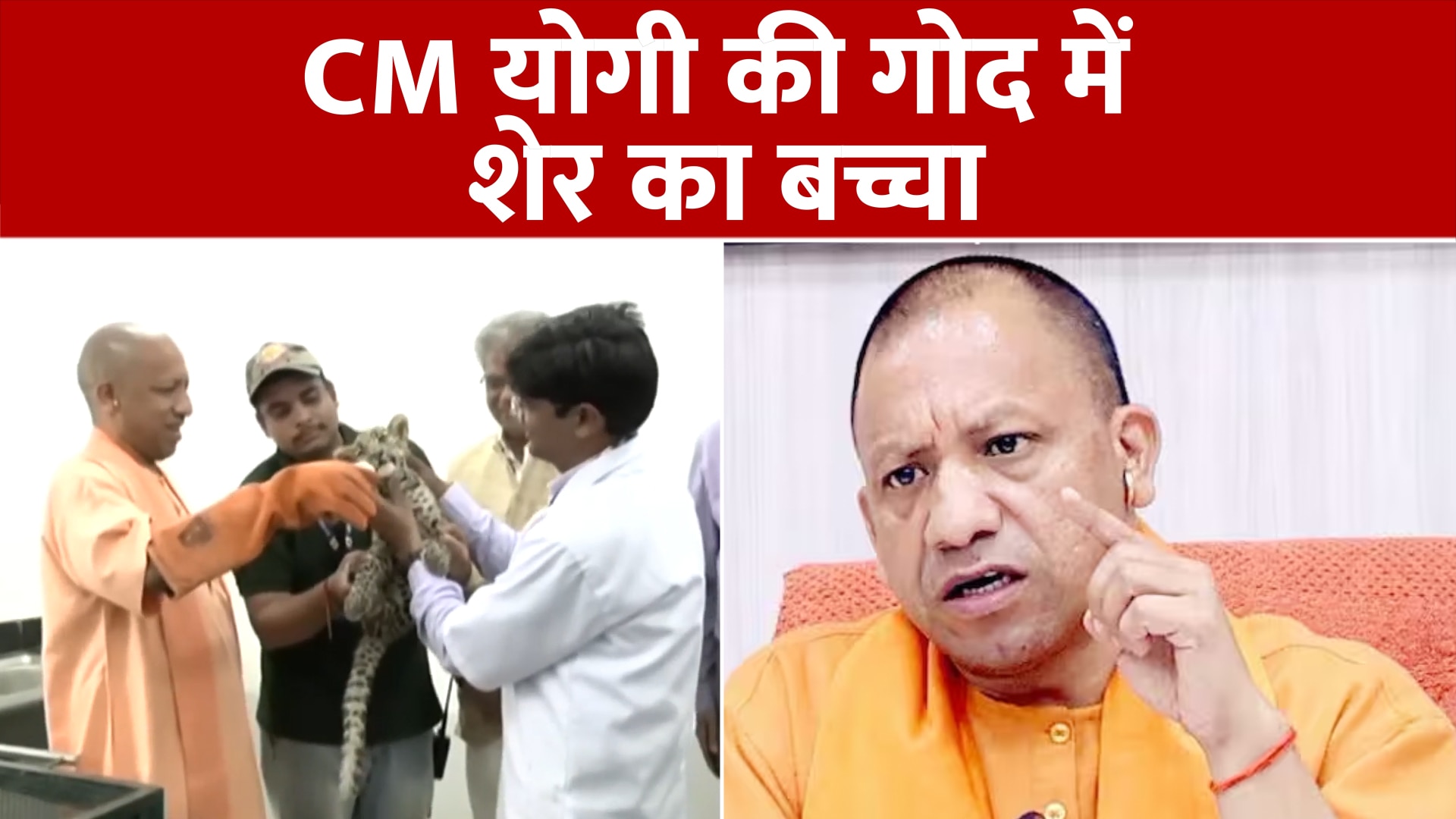 CM yogi adityanath gave tiger children named bhavani and chandi zoo ...