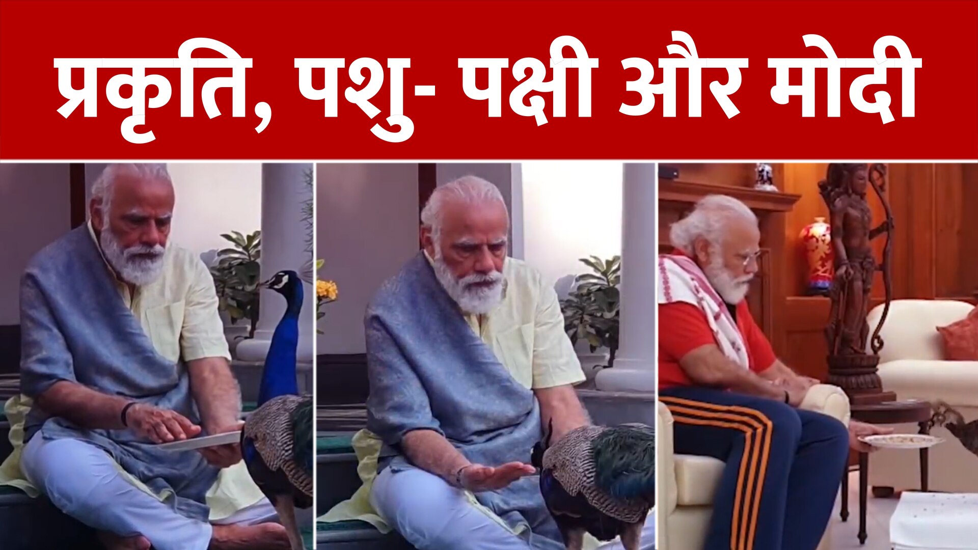PM Modi fed grains to peacocks as part of narendra modi animal love ...