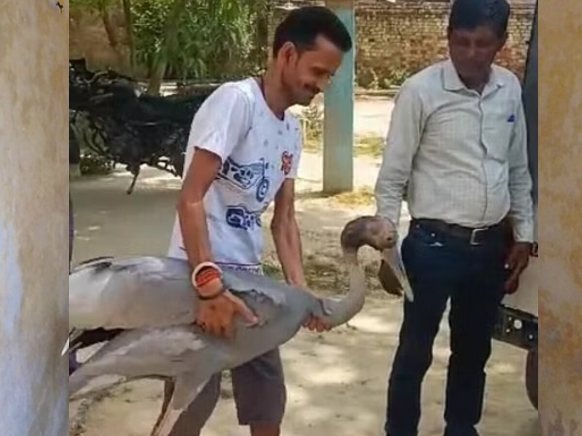 Animal Video Stork friendship with chandal amethi | Animal Video : आरिफ ...