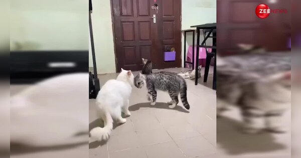 Cat Viral Video to resolve the quarrel between 2 cats third cat entered ...