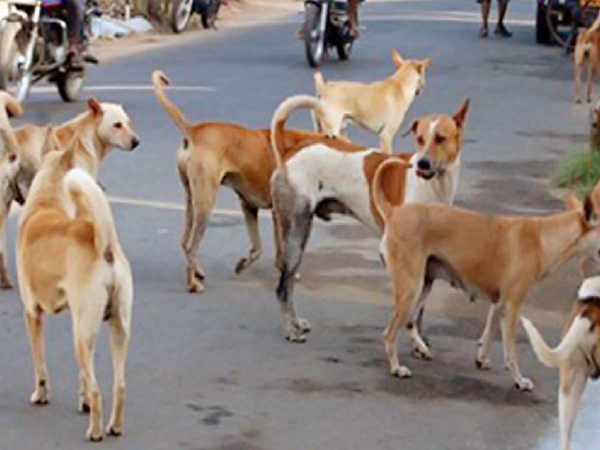 Buxar Kali Temple amazing tradition dogs are also included in the aarti ...