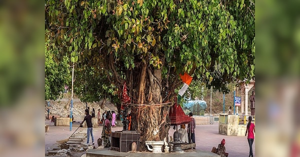 Peepal tree for dhan prapti know about peepal tree worship benefits in ...