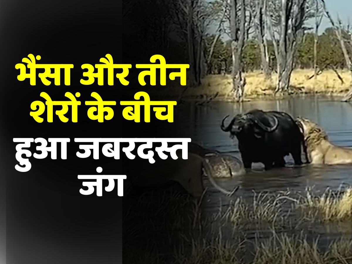 Buffalo Overpowered Three Lions fierce battle in pond | Viral Video ...