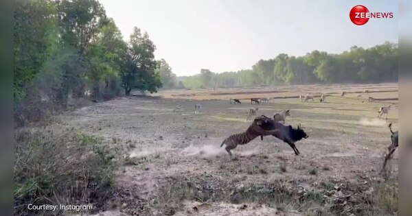 wild tiger attack on cow will leave you in shocked see wildlife viral ...