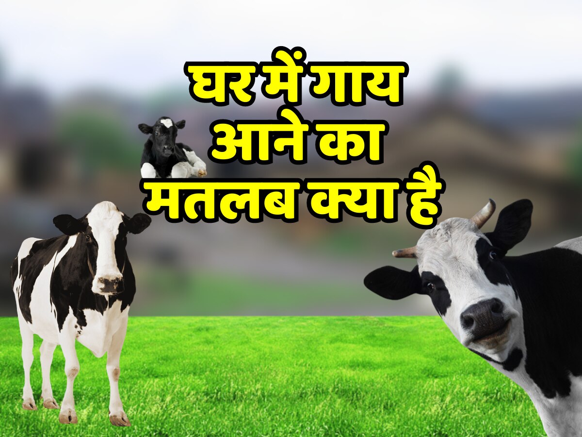 Vastu Tips What does it mean have a cow in house | Vastu Tips : घर में ...