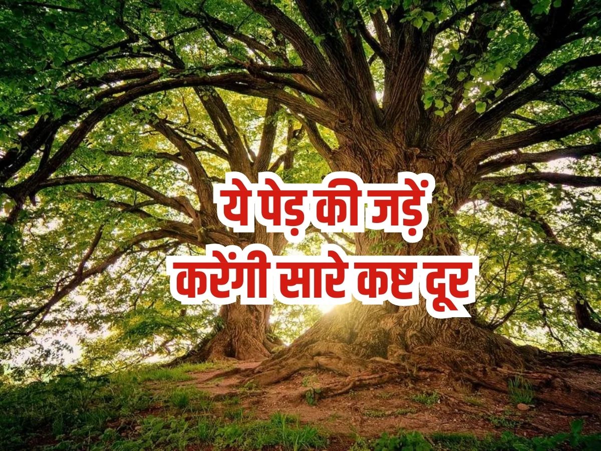 Navgrah Dosh Nivaran Roots of trees will remove all troubles watch ...