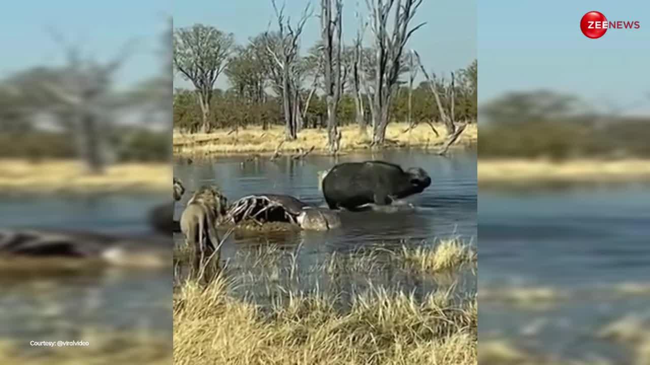 buffalo learn to lesson to the three dreaded lion scariest encounters ...