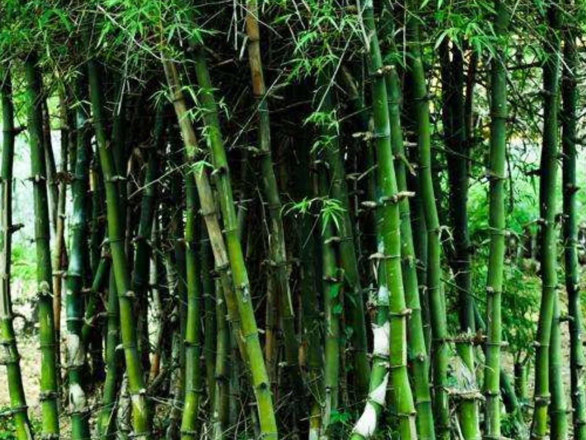 Lucky Plant benefits of Bamboo plant hindi arthik tangi ke upay kis ...