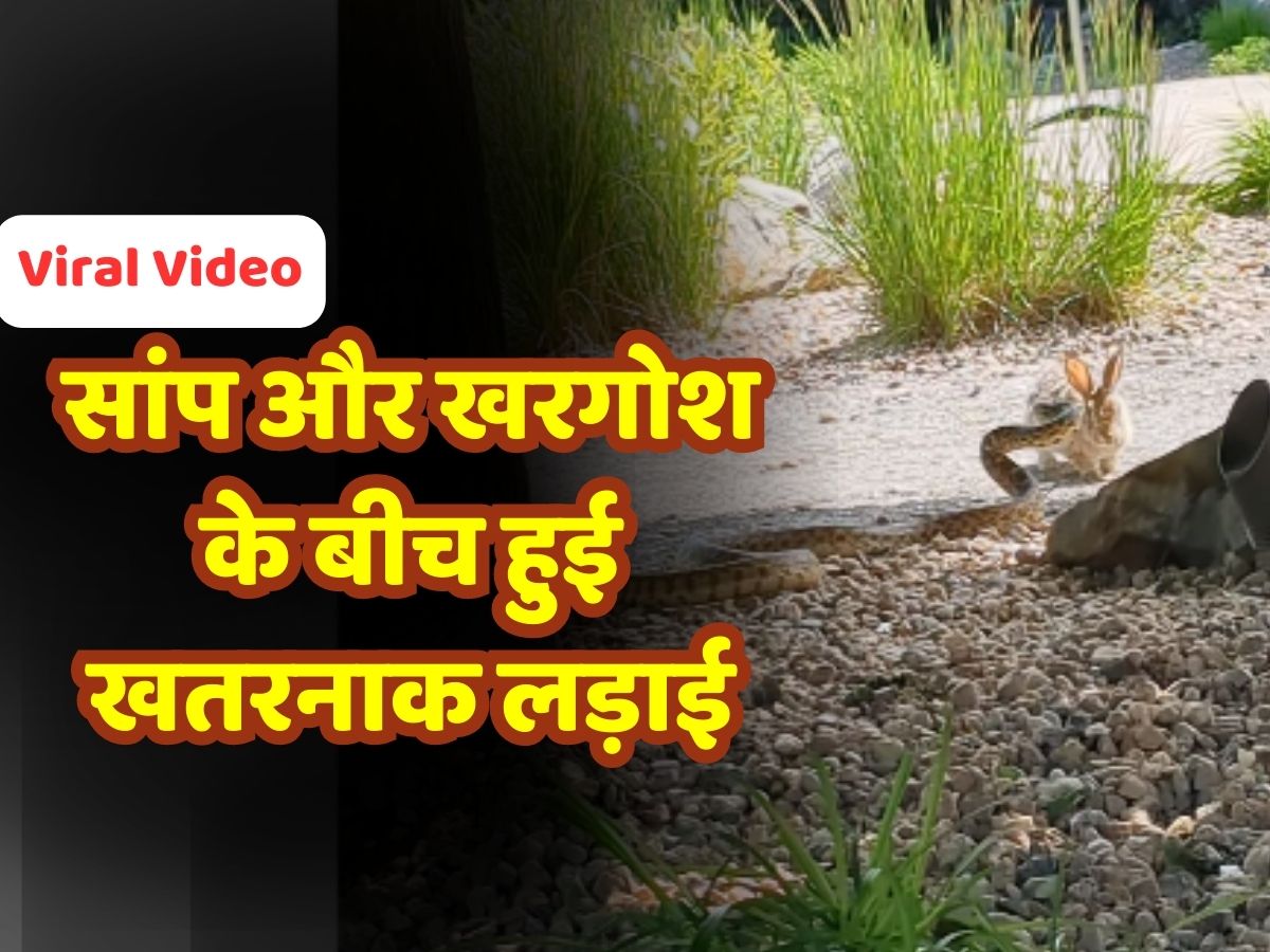 Saanp Khargosh Ka Video fight between snake and rabbit will make you ...