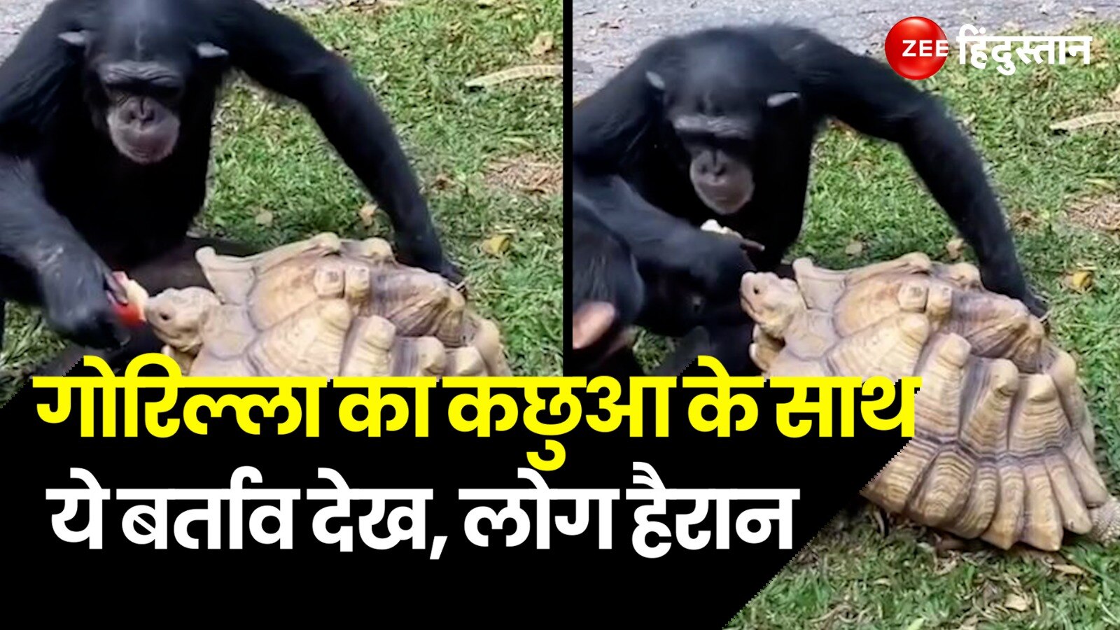 Gorilla and Tortoise Viral Video Watch Now | Gorilla and Tortoise Viral Video: गोरिल्ला का कछुआ ...