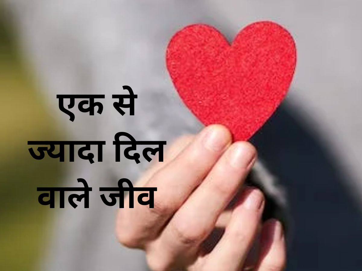 multiple hearts these creatures have more than one you will shock | इन ...