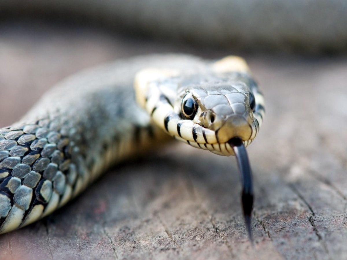 top 10 deadliest snakes in india cobra krait black mamba List of Top 10 ...