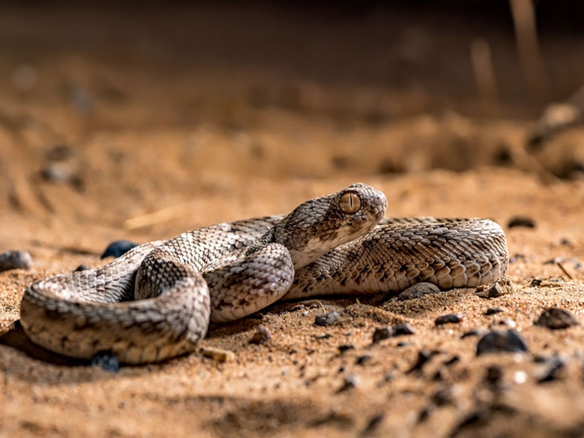 top 10 deadliest snakes in india cobra krait black mamba List of Top 10 ...