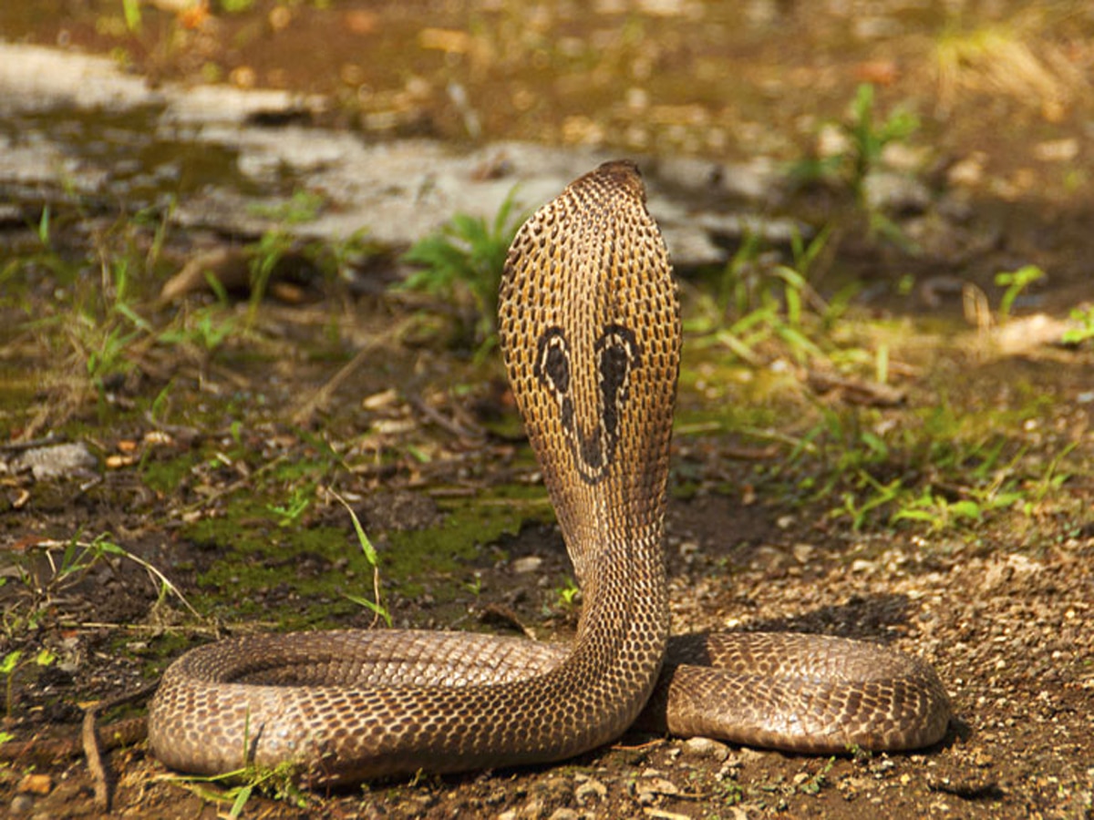 top 10 deadliest snakes in india cobra krait black mamba List of Top 10 ...