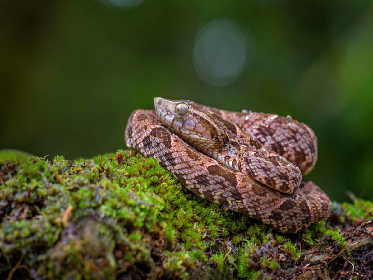 top 10 deadliest snakes in india cobra krait black mamba List of Top 10 ...