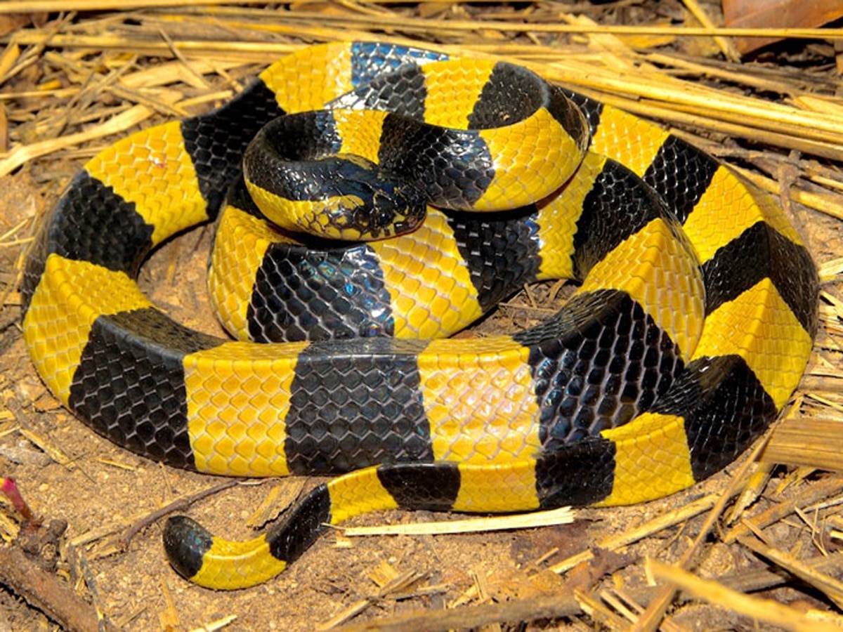 top 10 deadliest snakes in india cobra krait black mamba List of Top 10 ...