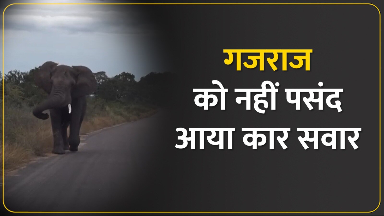 elephant chase car during jungle safari with full speed horrifying ...