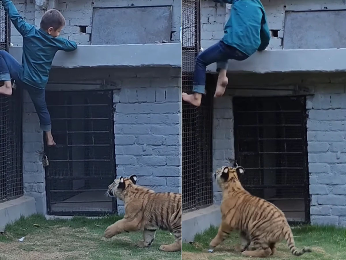Viral Tiger and Child Video People are surprised to see the video being ...