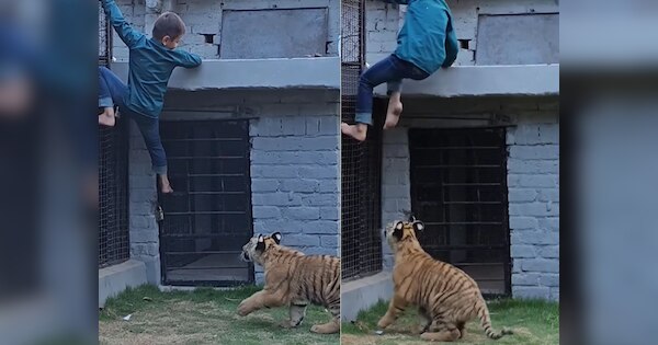 Viral Tiger and Child Video People are surprised to see the video being ...