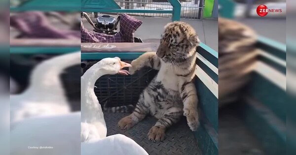 tiger scared from swan roar like dreaded lion in forest video | Swan ...