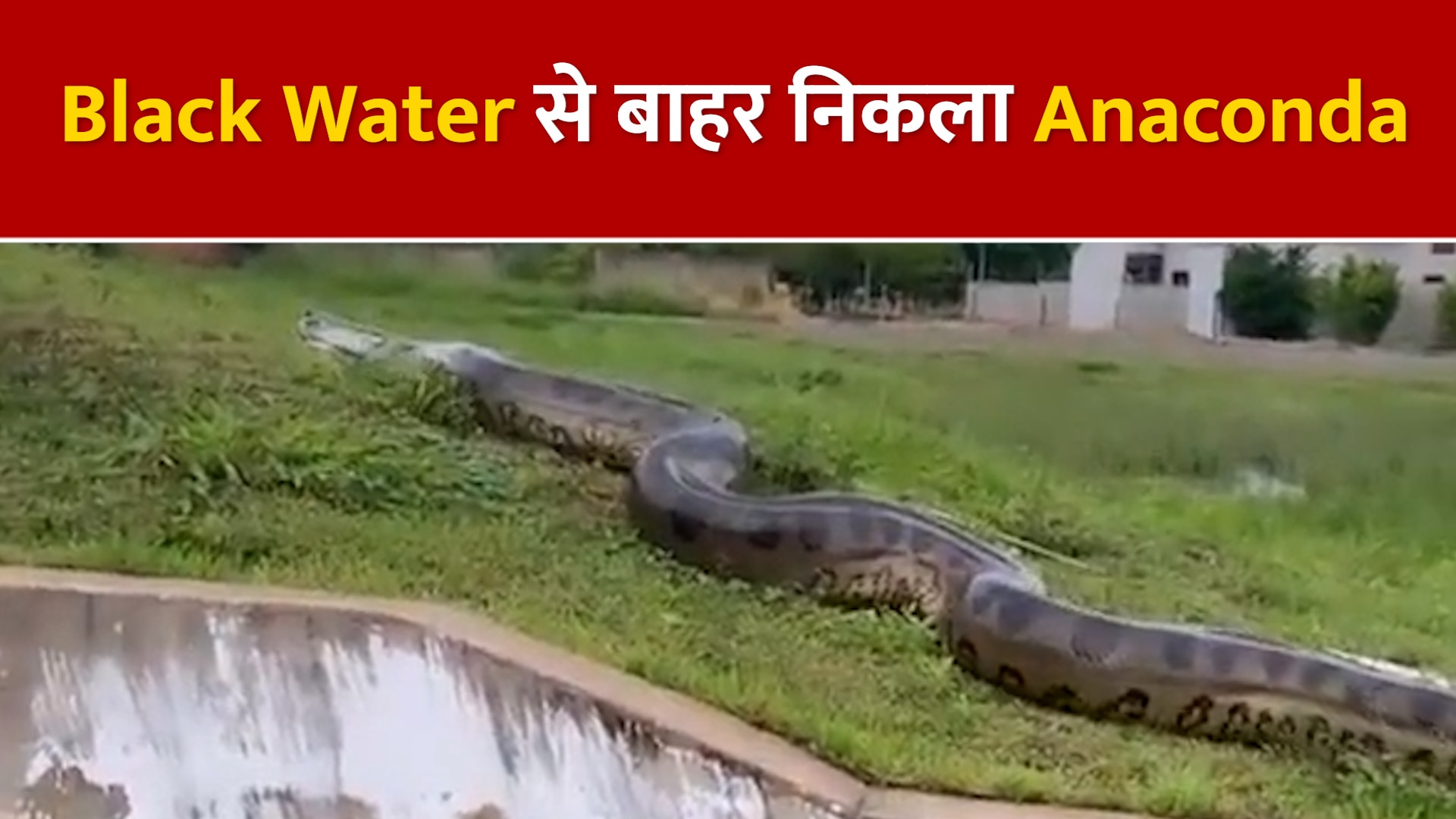 world biggest snake Anaconda capture in camera black water amazon forest
