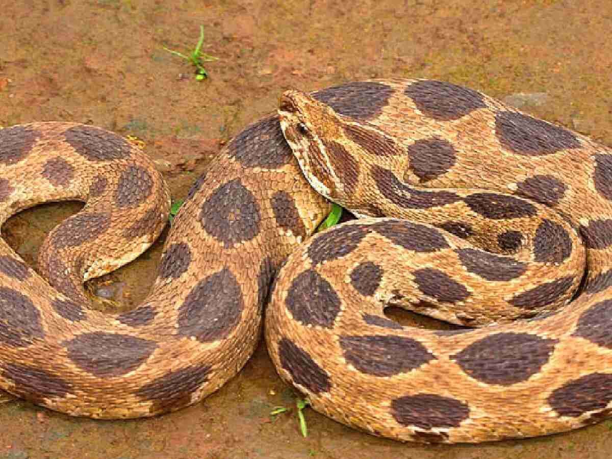 four Most dangerous deadliest snakes of rajasthan King Cobra Russell ...