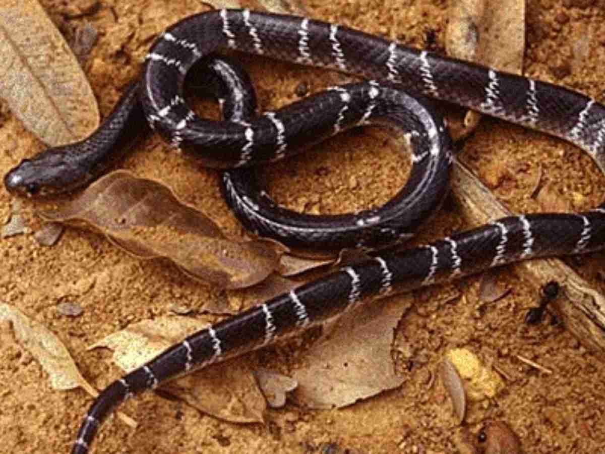 four Most dangerous deadliest snakes of rajasthan King Cobra Russell viper krait snake saw ...
