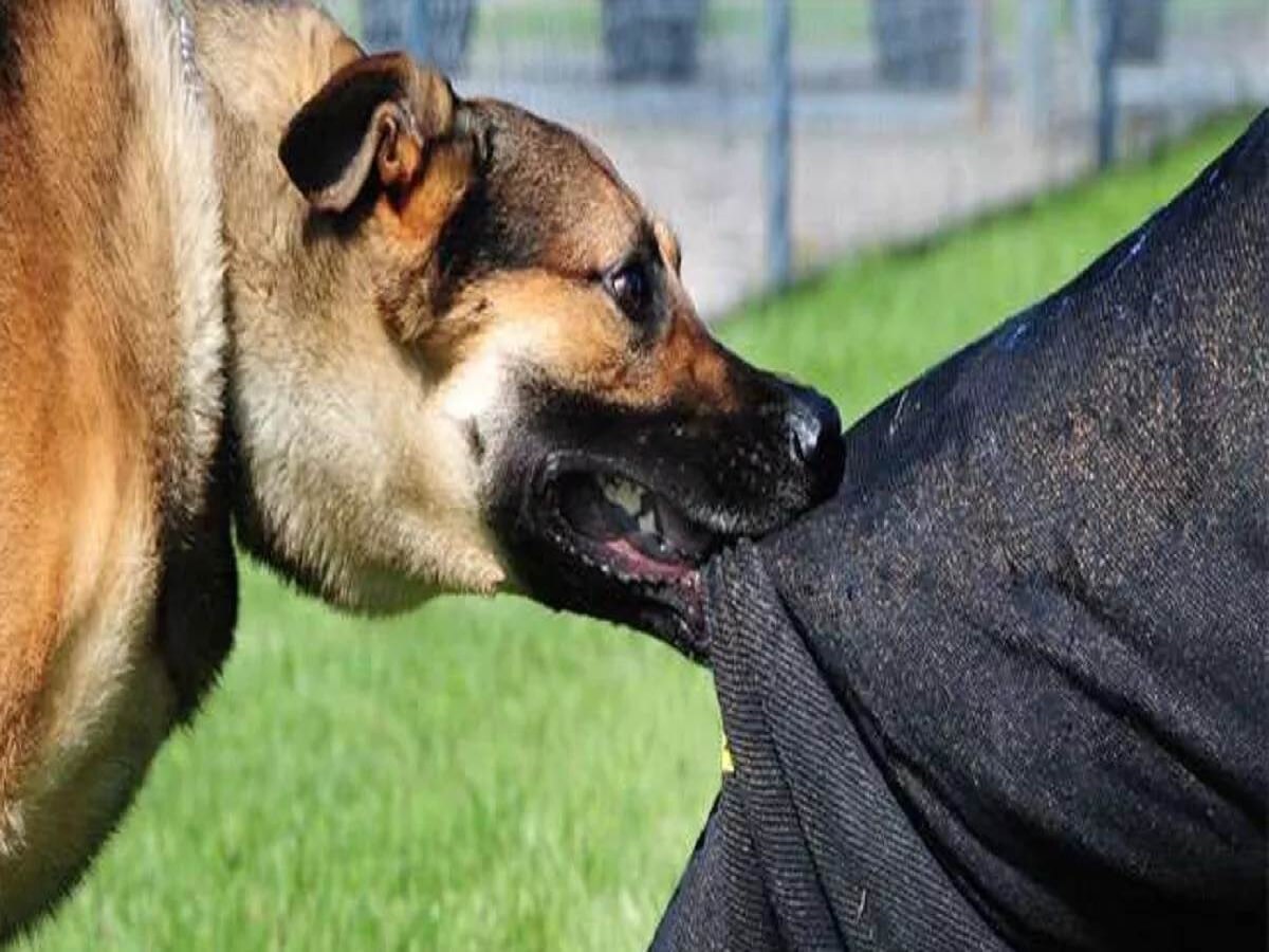 Delhi street Dog Attack Terror of mad red dog in Sainik Farm biting 6-7 delhi police mcd crime ...