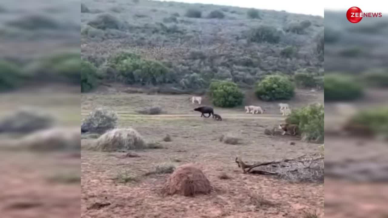 angry mother buffalo saves calf from herd of lions damn nature you ...