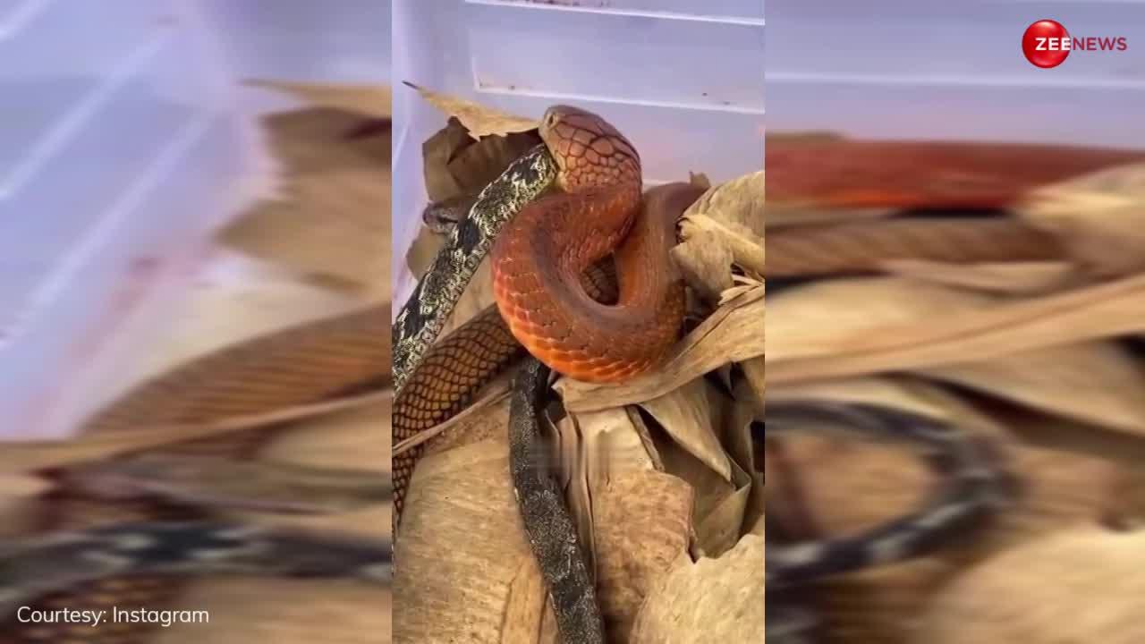 african red king cobra seen by lucky people it is really poisonous and ...