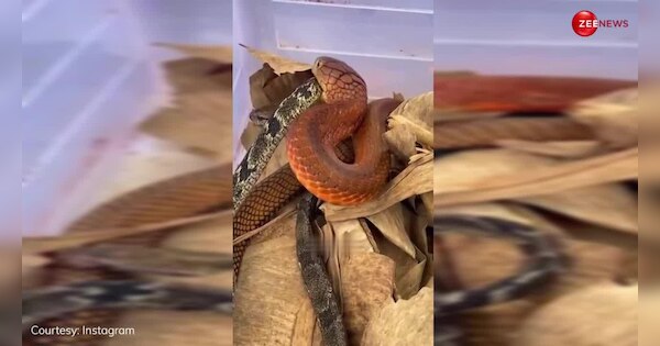 african red king cobra seen by lucky people it is really poisonous and ...