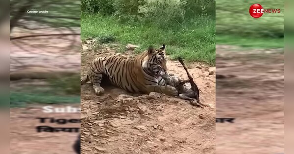 intelligent tiger did sleeping act to hunt dog | कुत्ते का शिकार करने के लिए शेर ने चली खतरनाक ...