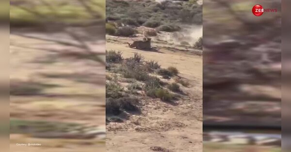 shocking cheetah hunt animal by running behind at the speed of bullet ...