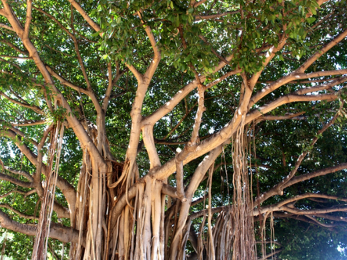 astro tips plant in hindi Lal Dhage ke Totke upay arthik tangi karj ...