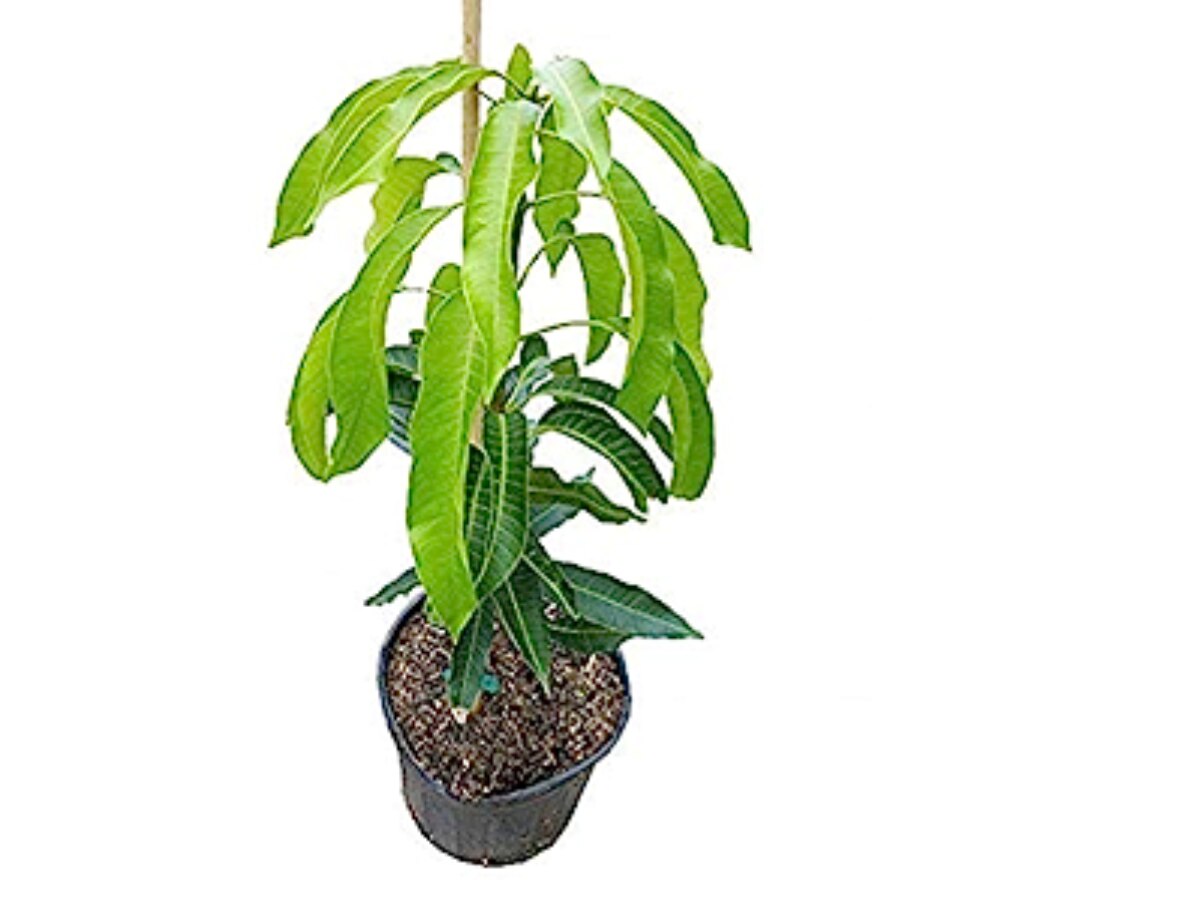 astro tips plant in hindi Lal Dhage ke Totke upay arthik tangi karj ...