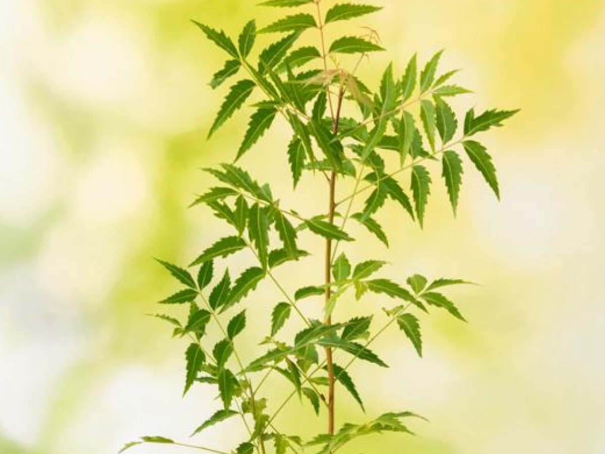 astro tips plant in hindi Lal Dhage ke Totke upay arthik tangi karj ...