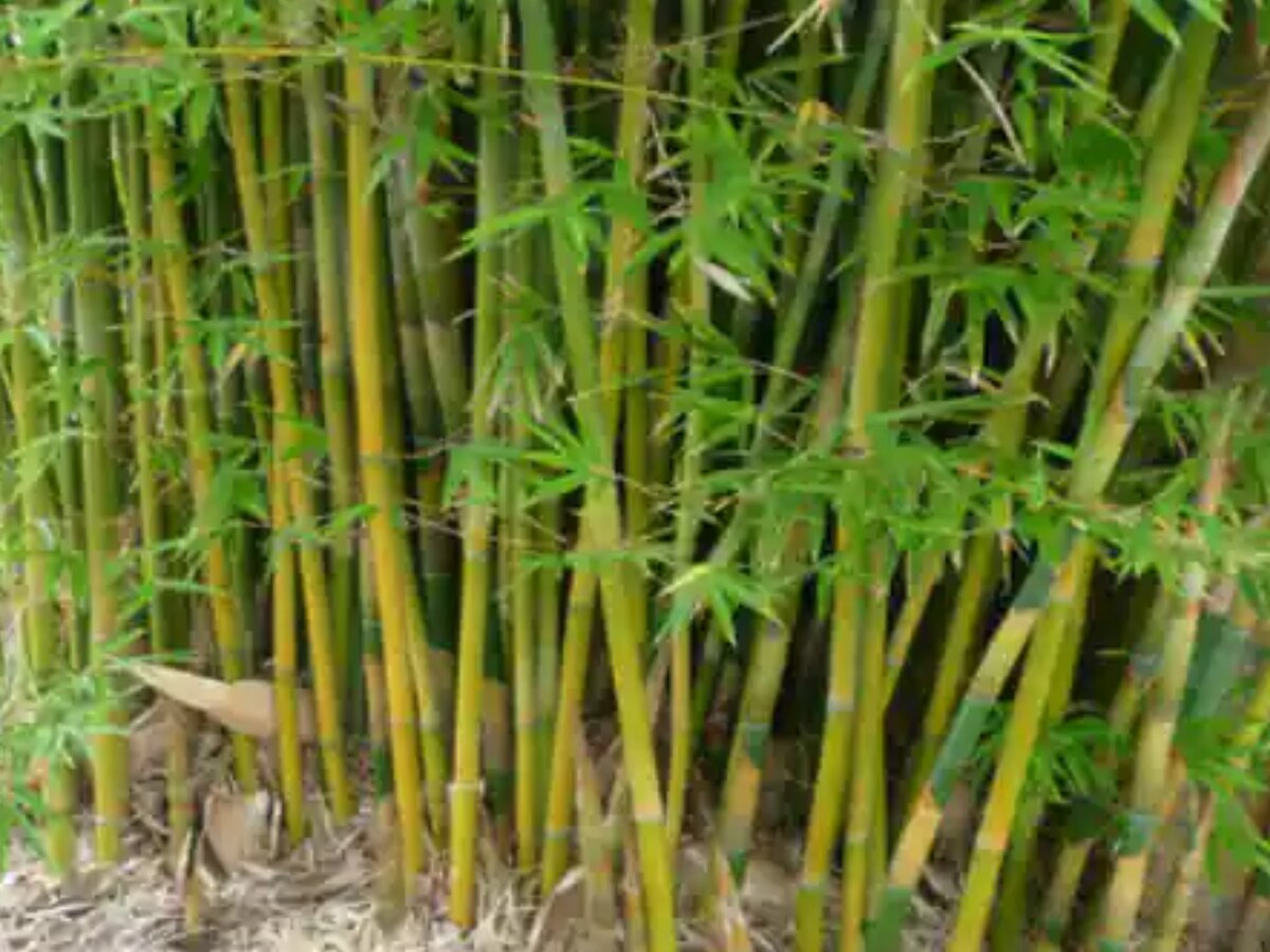 astro tips plant in hindi Lal Dhage ke Totke upay arthik tangi karj ...