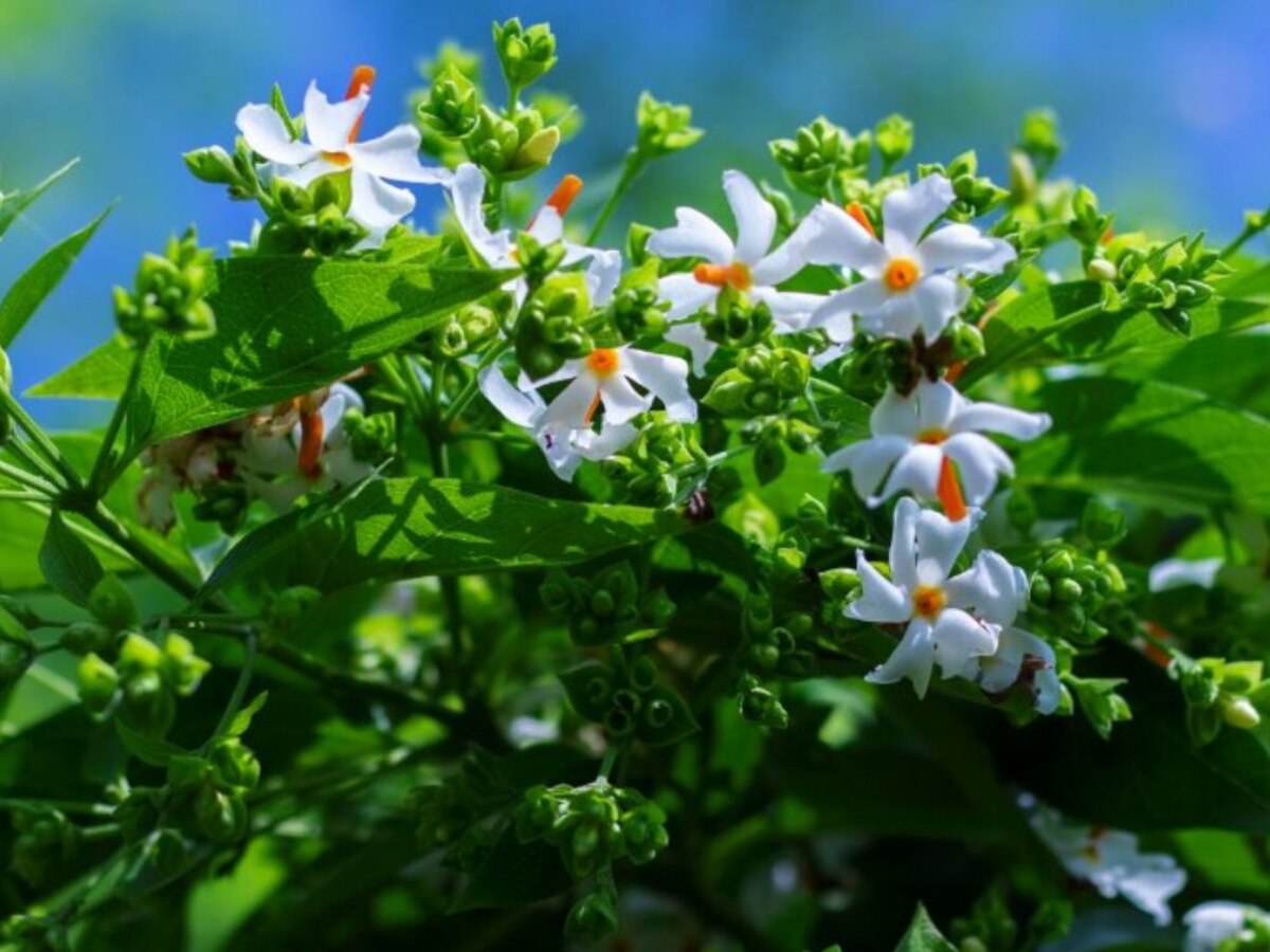 astro tips plant in hindi Lal Dhage ke Totke upay arthik tangi karj ...