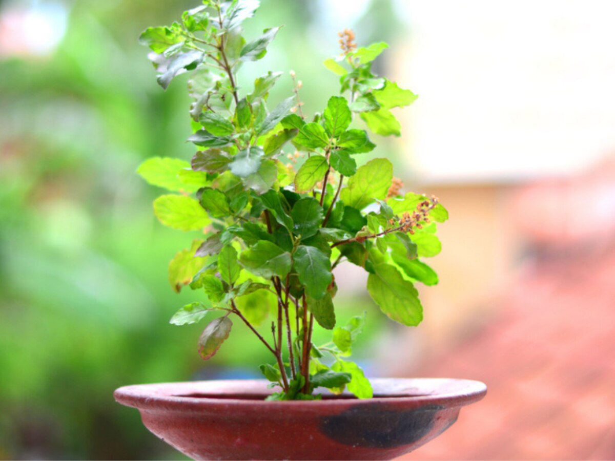 astro tips plant in hindi Lal Dhage ke Totke upay arthik tangi karj ...