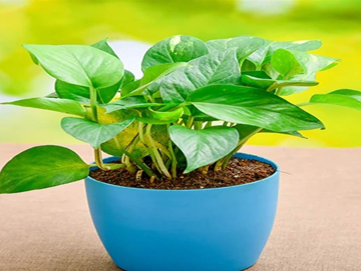 astro tips plant in hindi Lal Dhage ke Totke upay arthik tangi karj ...