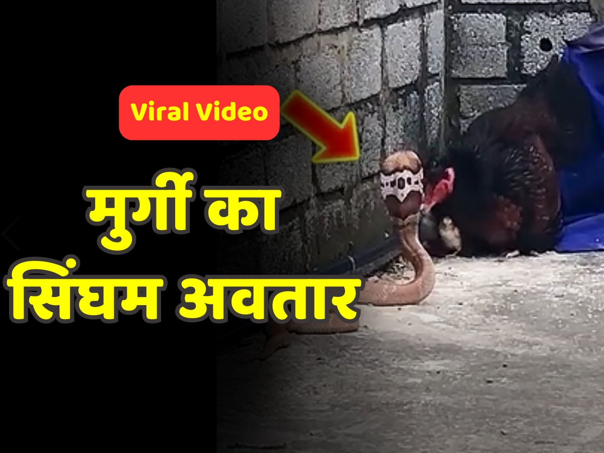 King Cobra Chicken Fight Hen Fought With Dangerous Snake to Save Her ...