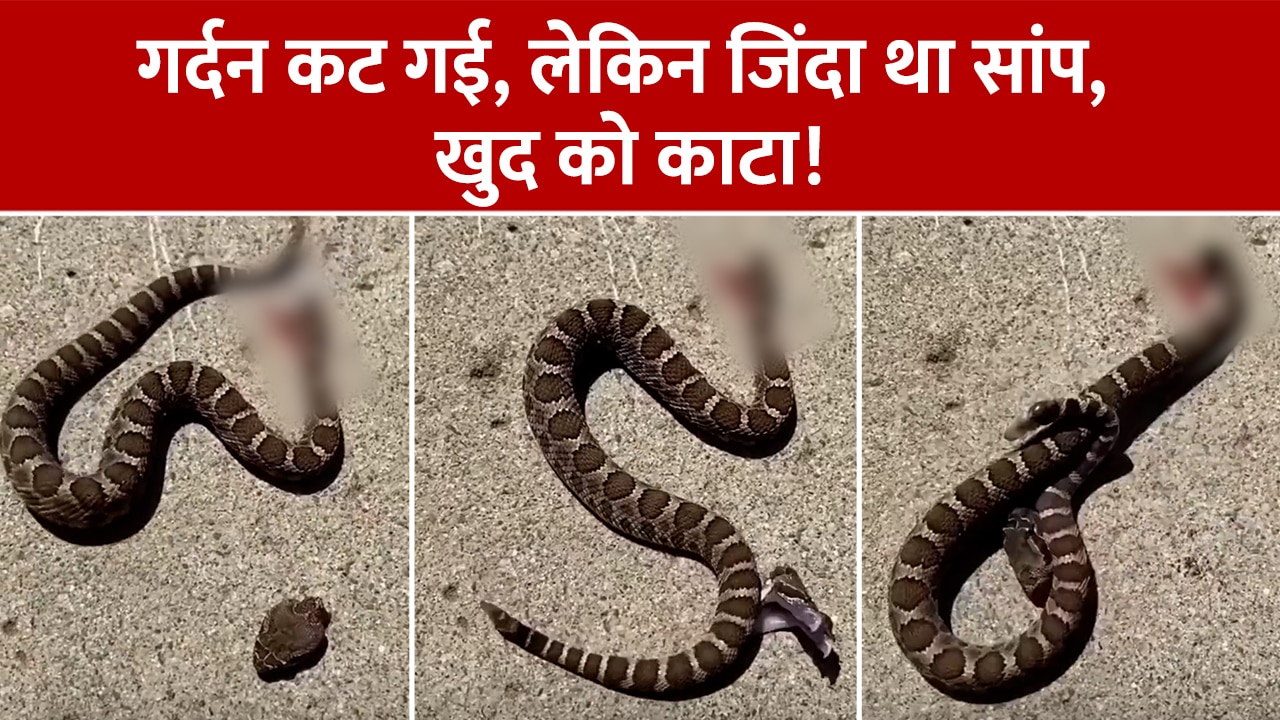 snake neck cut but they alive people shocked to see this incident